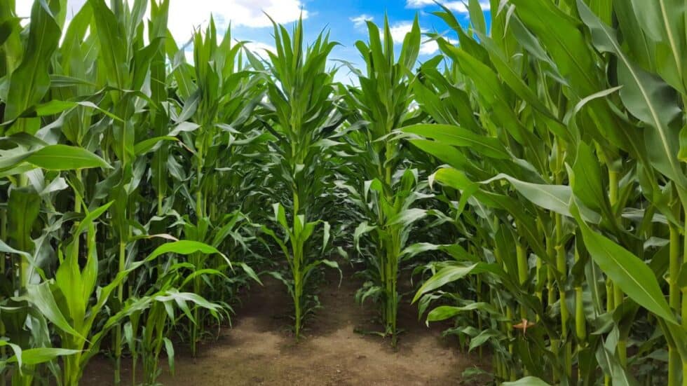 Beneficios de uso de calcio agrícola - Agrosense