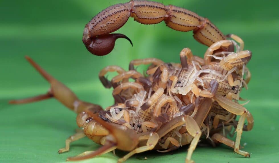 Insecticida urbano para eliminar plagas de alacrán - Agrosense