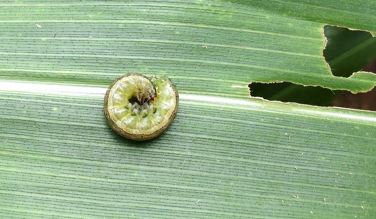 Insecticida con imidacloprid y permetrica para cuidar de tus cultivos